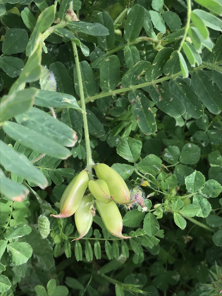 Yellow Milkvetch (Astragalus boeticus) - Botanical Realm