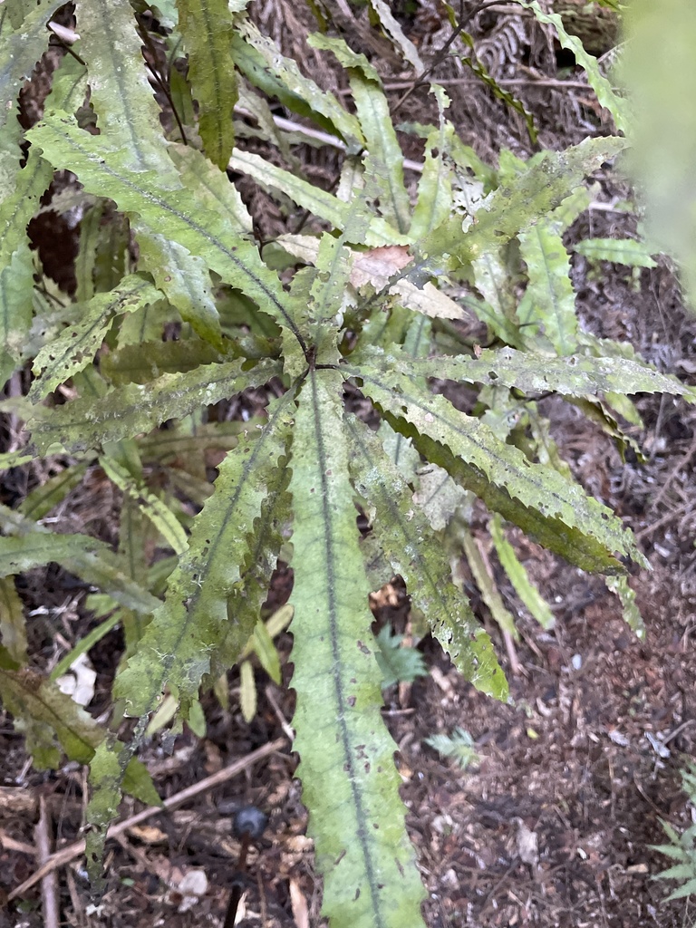 Rewarewa from Franklin, NZ-AU, NZ on August 26, 2021 at 04:14 PM by ...