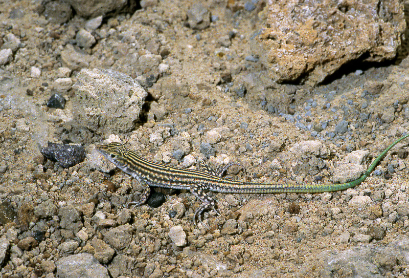 Arabian Fringe-fingered Lizard from Toralbaha/ Yemen on February 24 ...