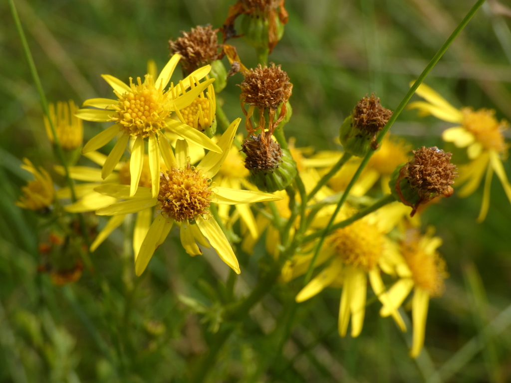 ragwort from Tonge Fold, Bolton BL2, UK on July 28, 2021 at 02:03 PM by ...