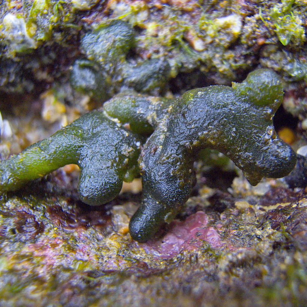 Creeping Codium (Codium prostratum) - Botanical Realm