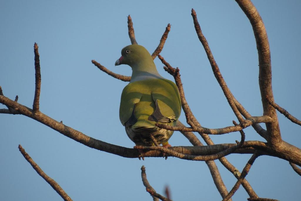 Delalande's Green Pigeon from Kruger, Satara Region on June 28, 2013 by ...