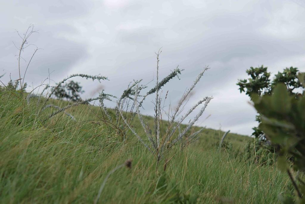 Pearsonia sessilifolia marginata from 2 km from Barberton to Piggs Peak ...