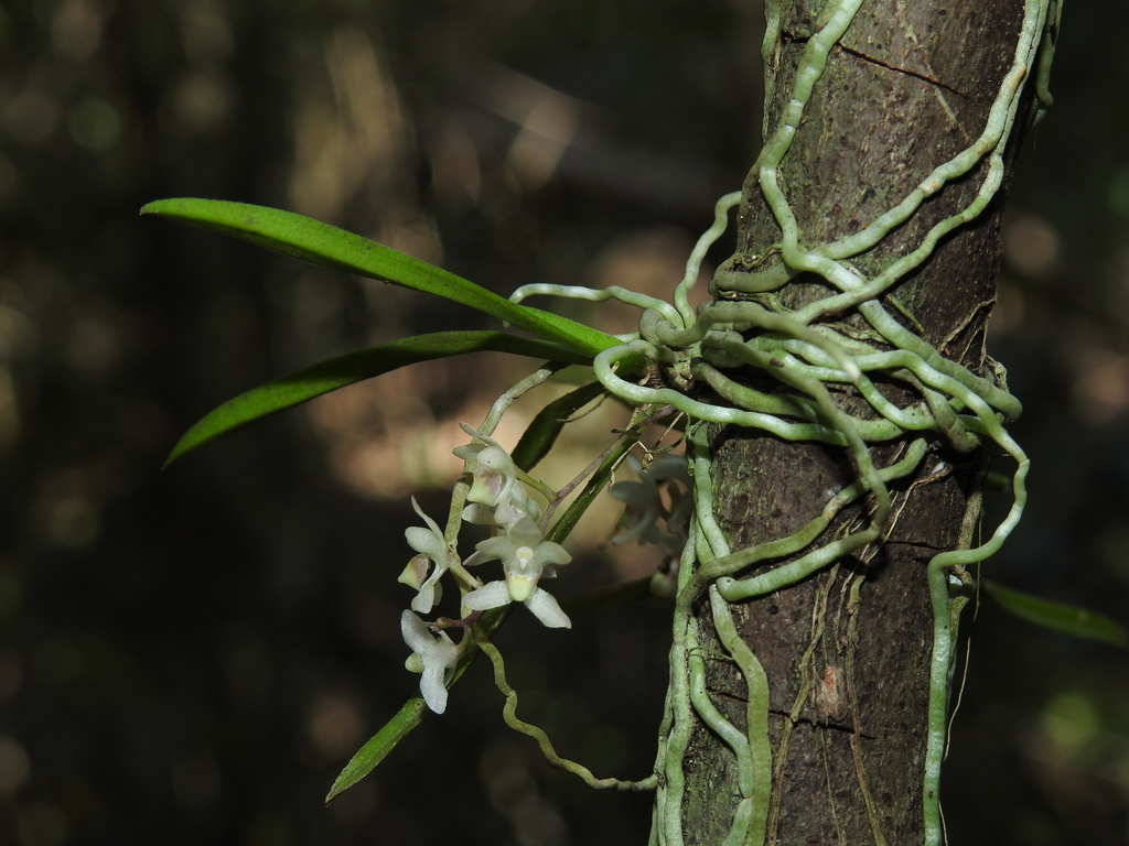 Wongi fairy bells in August 2021 by Scott W. Gavins. General area ...