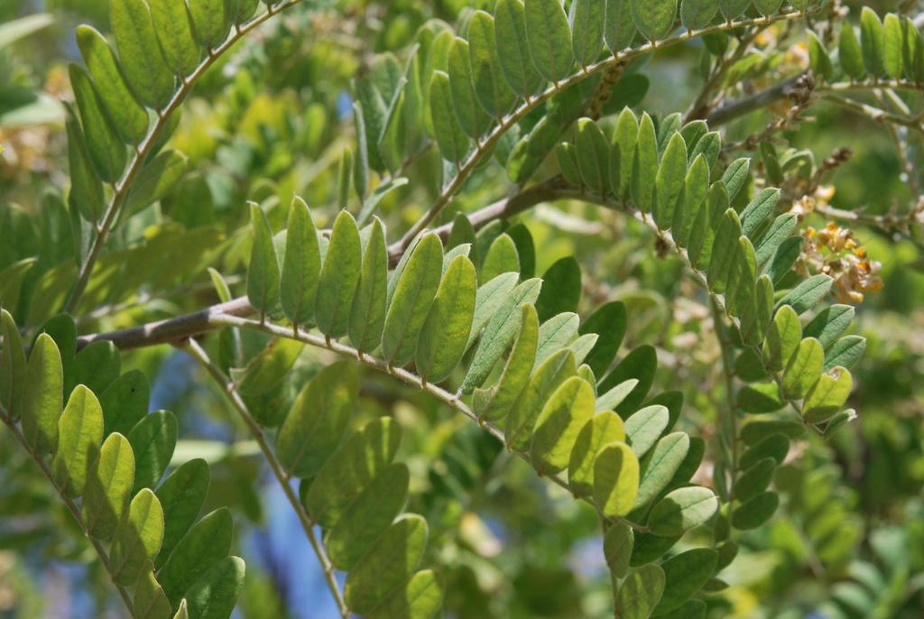 Woolly Calpurnia from Walter Sisulu National Botanic Garden on January ...