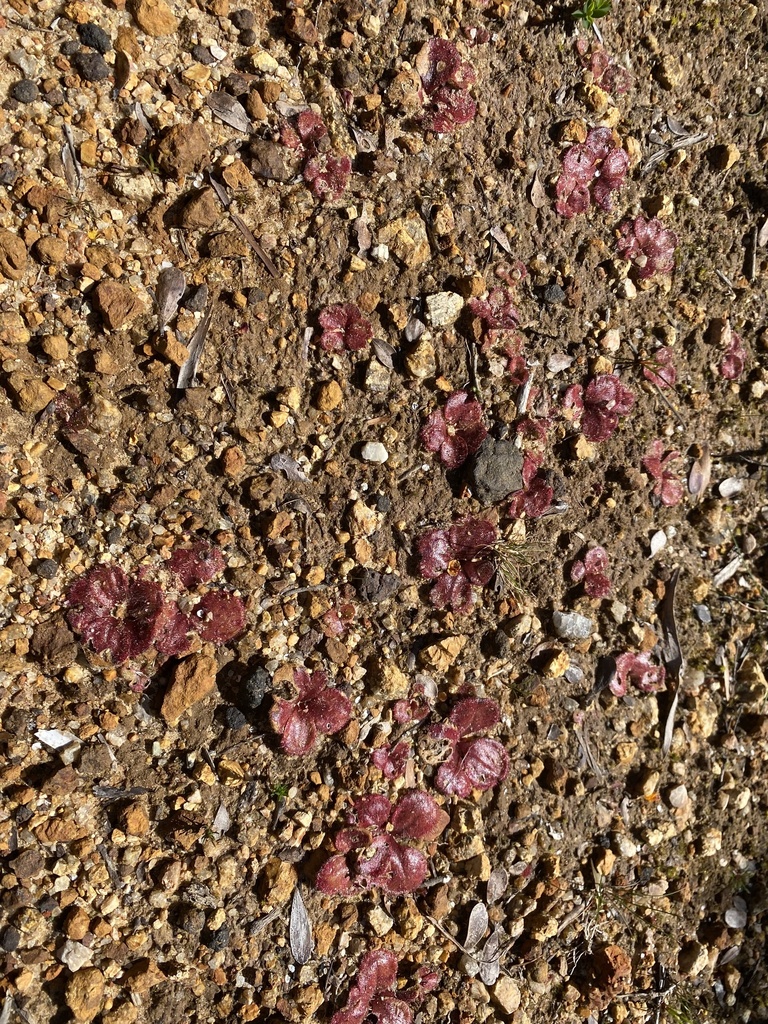 Red Ink Sundew from Vancouver Peninsula, WA, AU on August 26, 2021 at ...