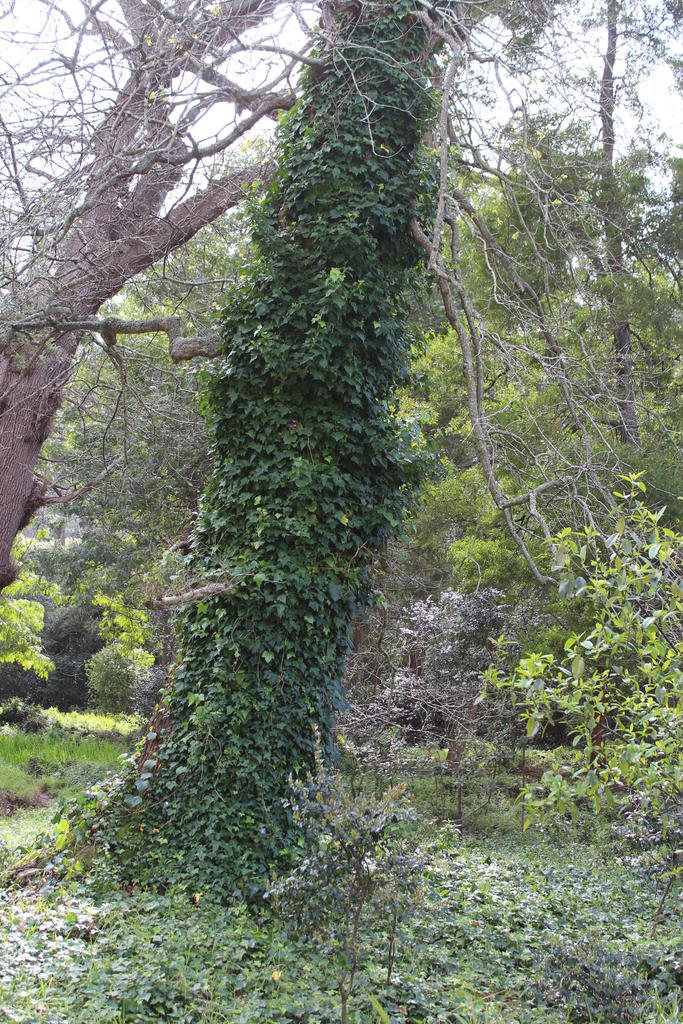 English Ivy (Invasive Plants of Maryland) · iNaturalist