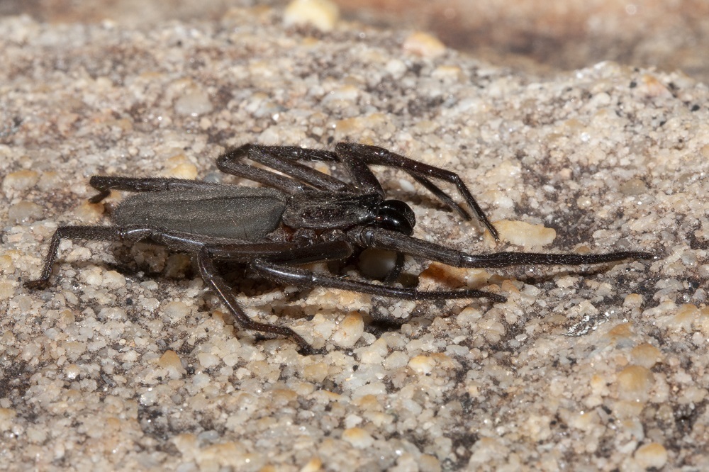 Scorpion Flat Spiders from Royal National Park, NSW on April 26, 2010 ...