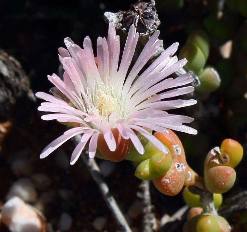 (Octopoma quadrisepalum) - Botanical Realm