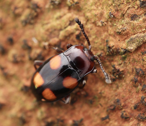 Genus Pseudindalmus · iNaturalist