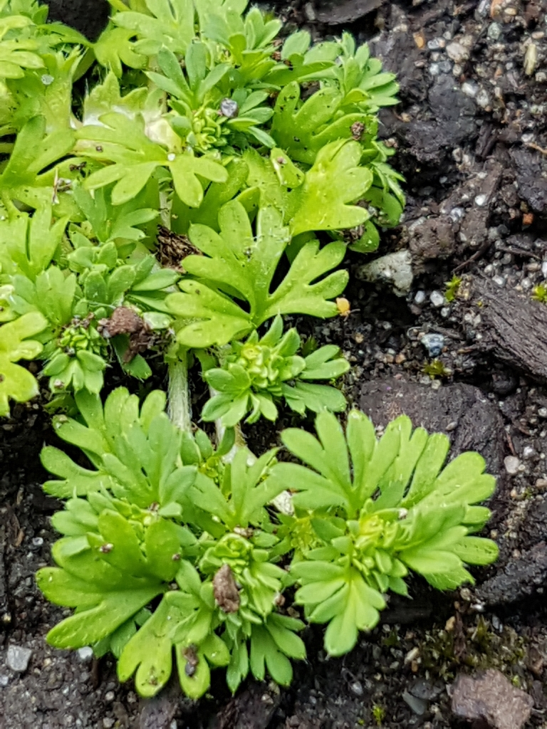 Field Parsley Piert (Alchemilla arvensis) - Botanical Realm