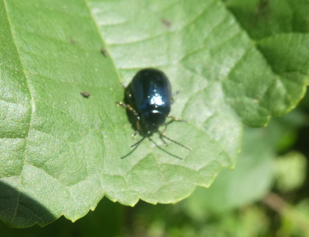 Alder Leaf Beetle from Ede, Nederland on August 25, 2021 at 11:41 AM by ...