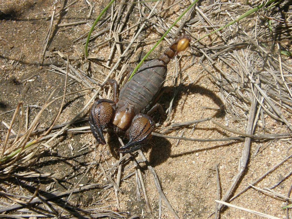 Fynbos Burrowing Scorpion from Greyton Nature Reserve, Platkloof on ...