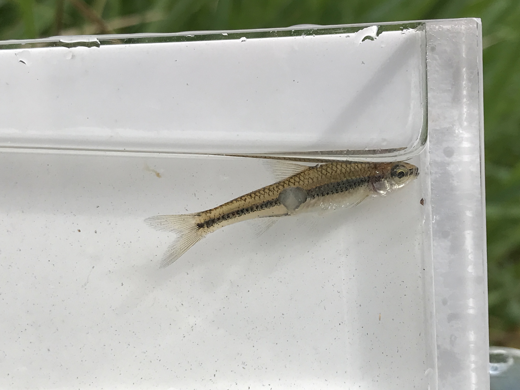 Notropis heterodon (Cope, 1865)