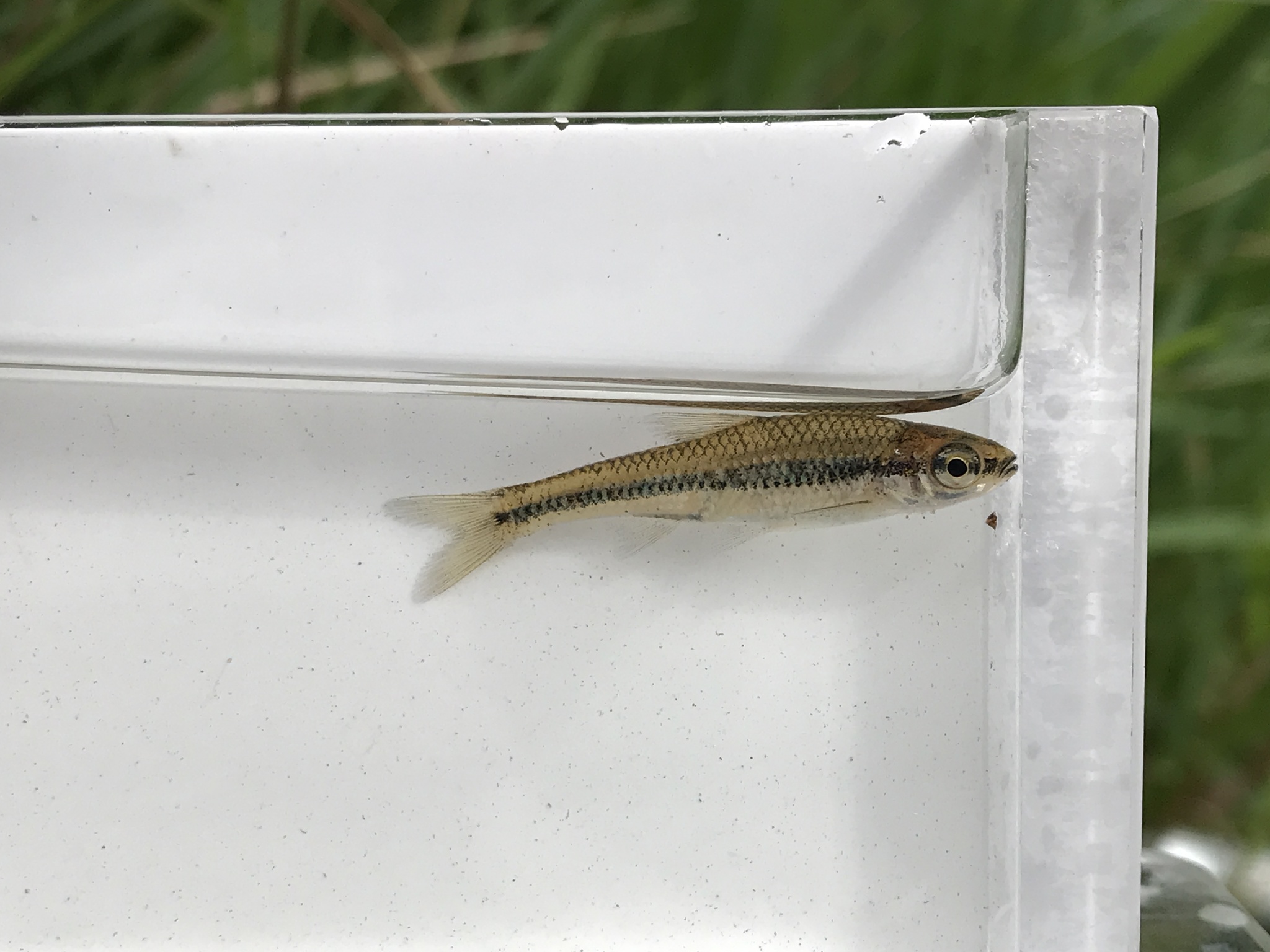 Notropis heterodon (Cope, 1865)