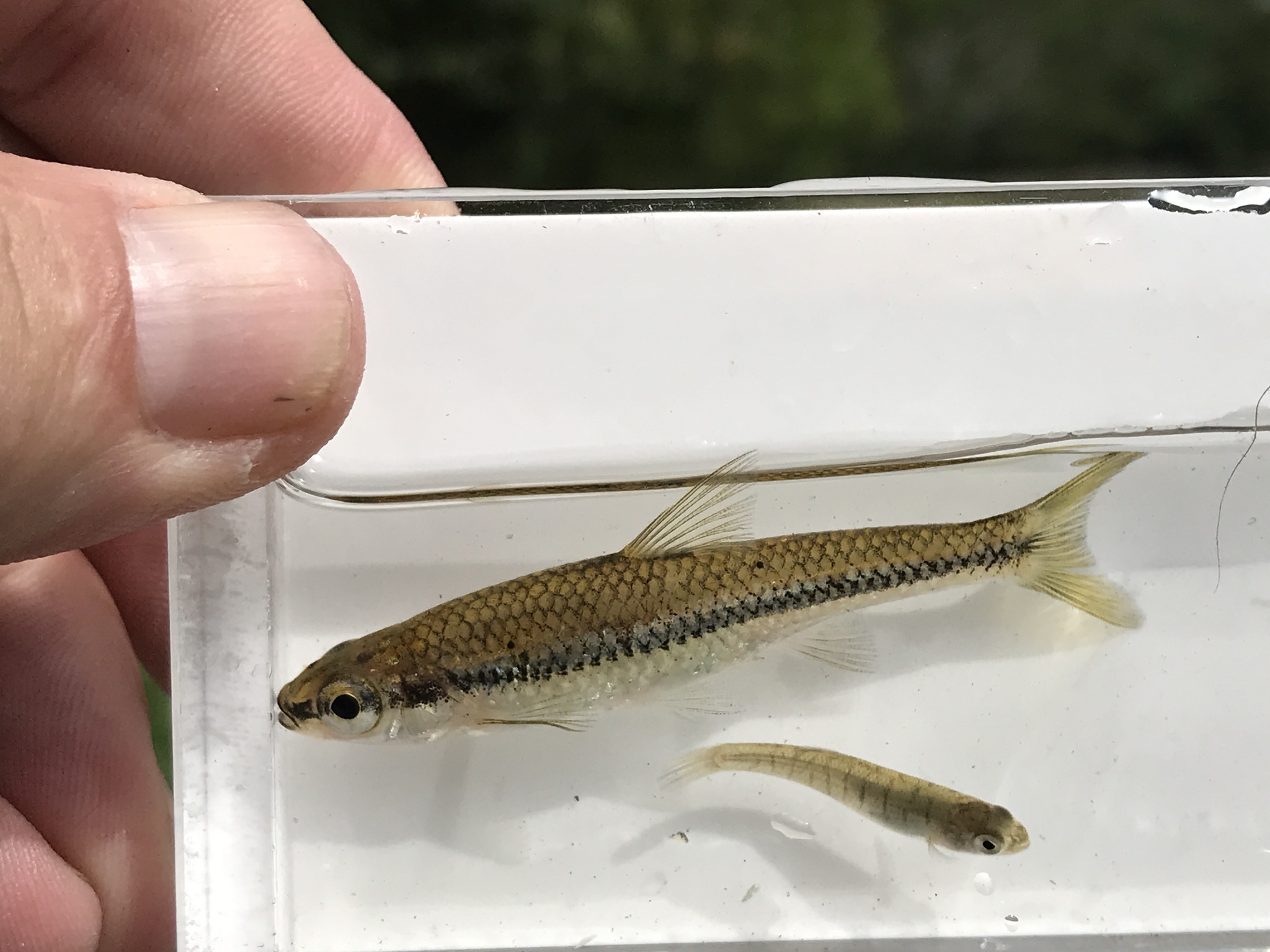 Notropis heterodon (Cope, 1865)