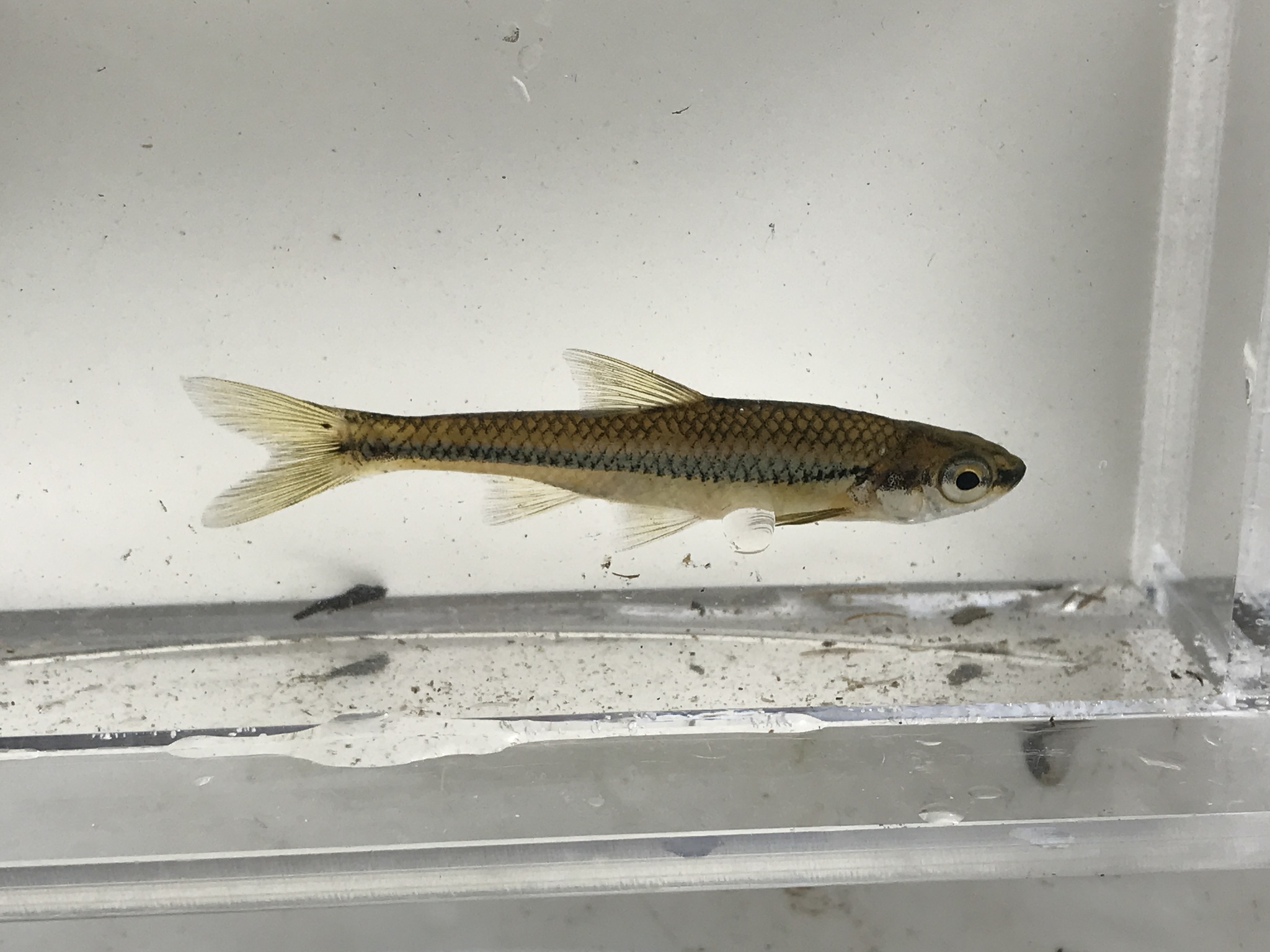 Notropis heterodon (Cope, 1865)