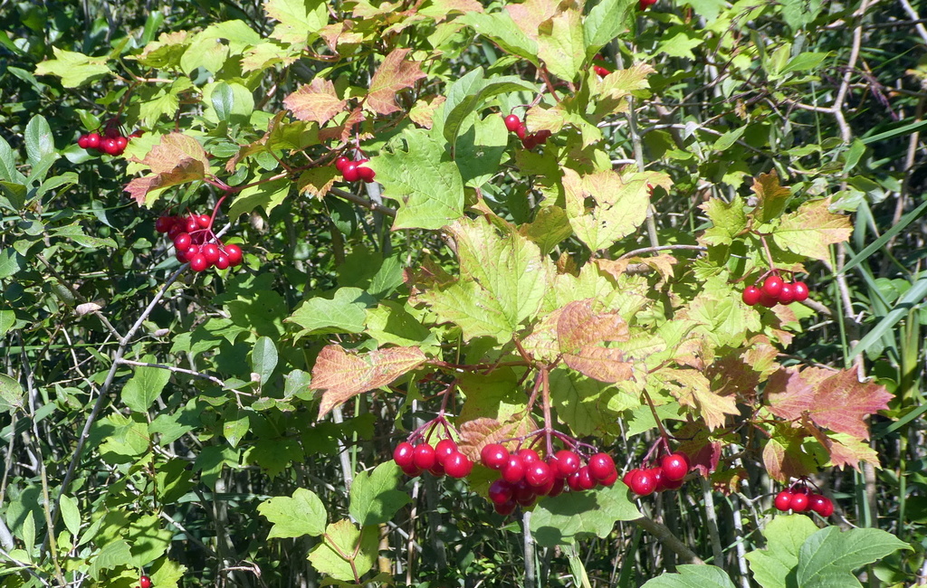 guelder-rose from Ede, Nederland on August 25, 2021 at 12:18 PM by Rob ...