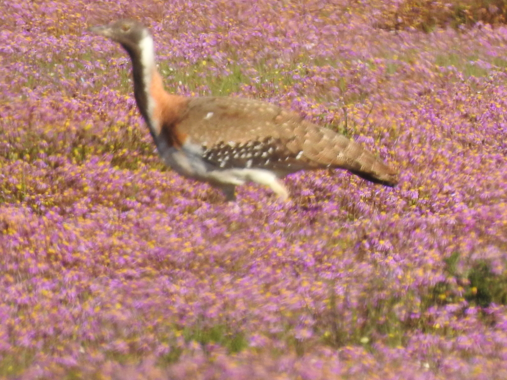 Ludwig's Bustard from Namakwa, South Africa on August 24, 2021 at 04:45 ...