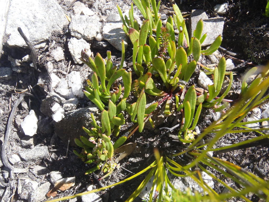 Stalkless Capepurse from Robinson Pass in the Outeniqua Mountains on ...