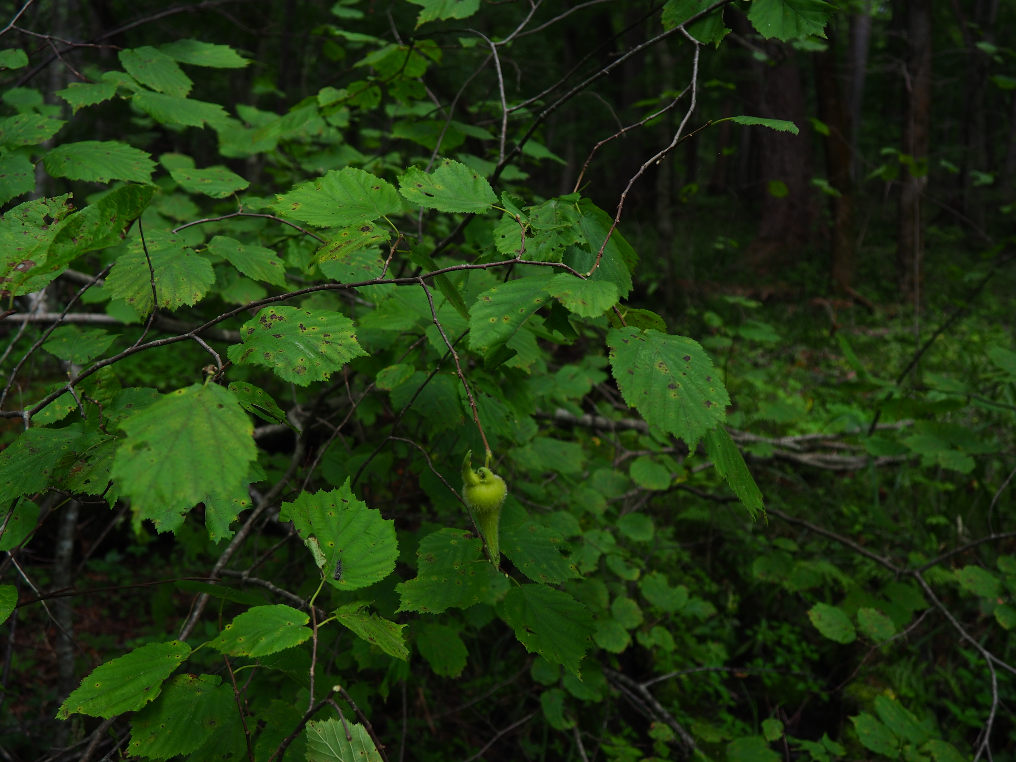 Corylus sieboldiana var. mandshurica (Maxim.) C.K.Schneid.