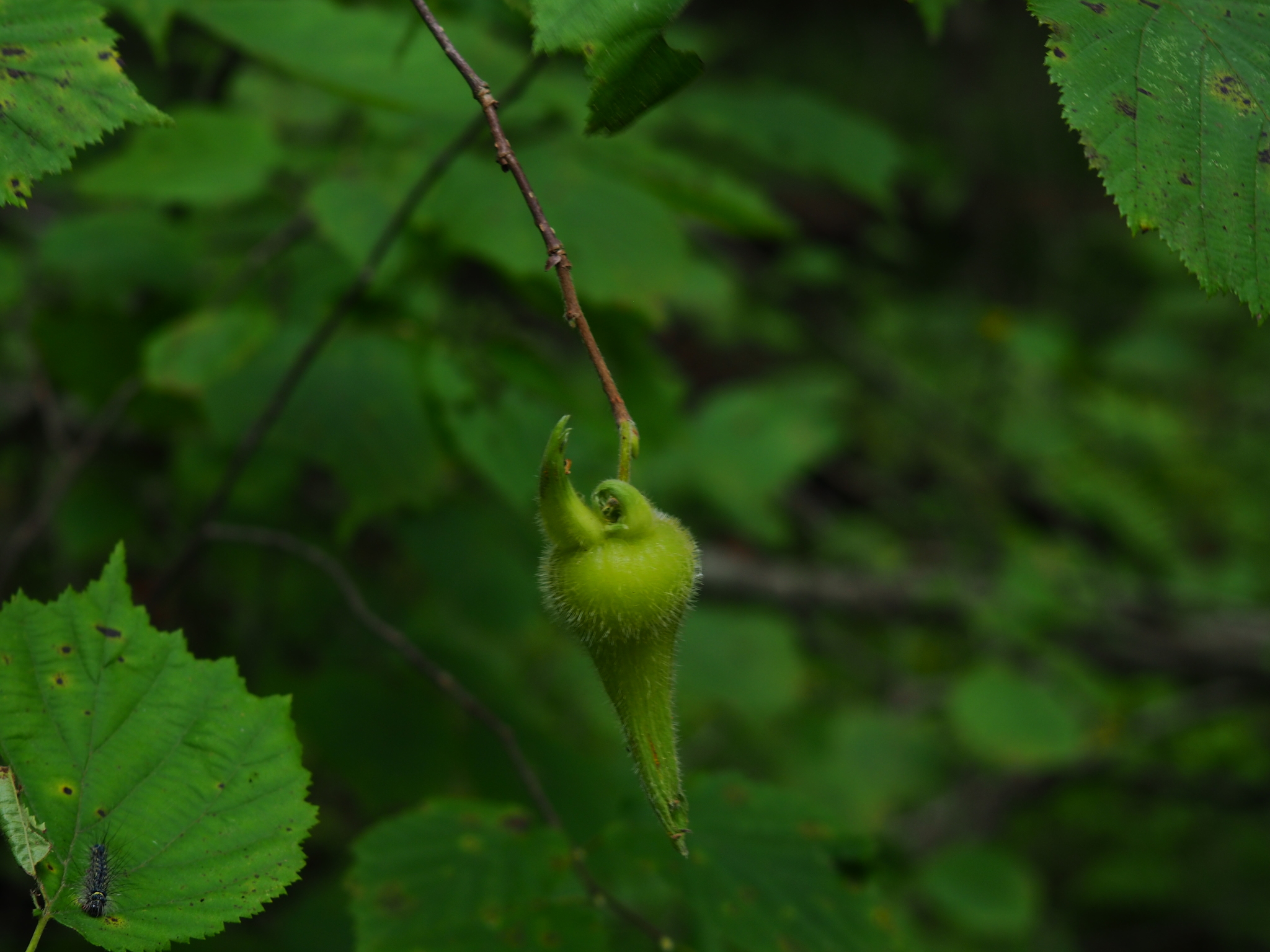 Corylus sieboldiana var. mandshurica (Maxim.) C.K.Schneid.