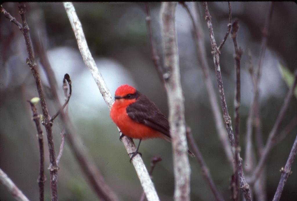 Brujo Flycatcher (Pyrocephalus nanus) - Avian Discovery