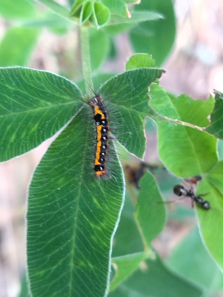 Swan Moth from Opochetskiy rayon, RU-PS, RU on August 26, 2021 at 05:02 ...