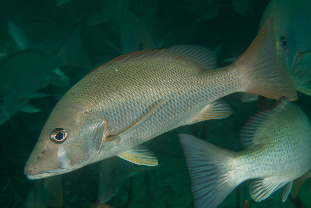 Dog Snapper (Saltwater Fish of Mississippi) · iNaturalist