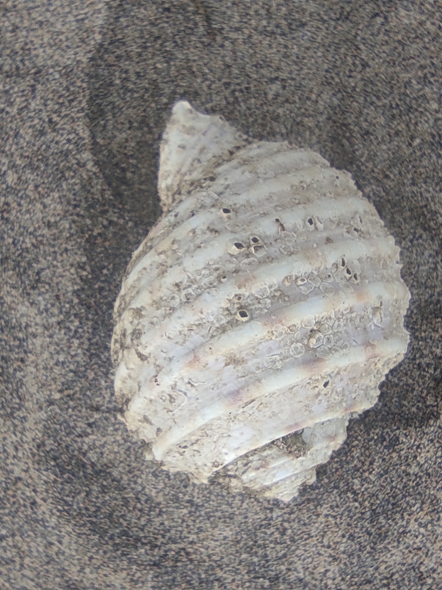 Tonna dolium (Linnaeus, 1758)