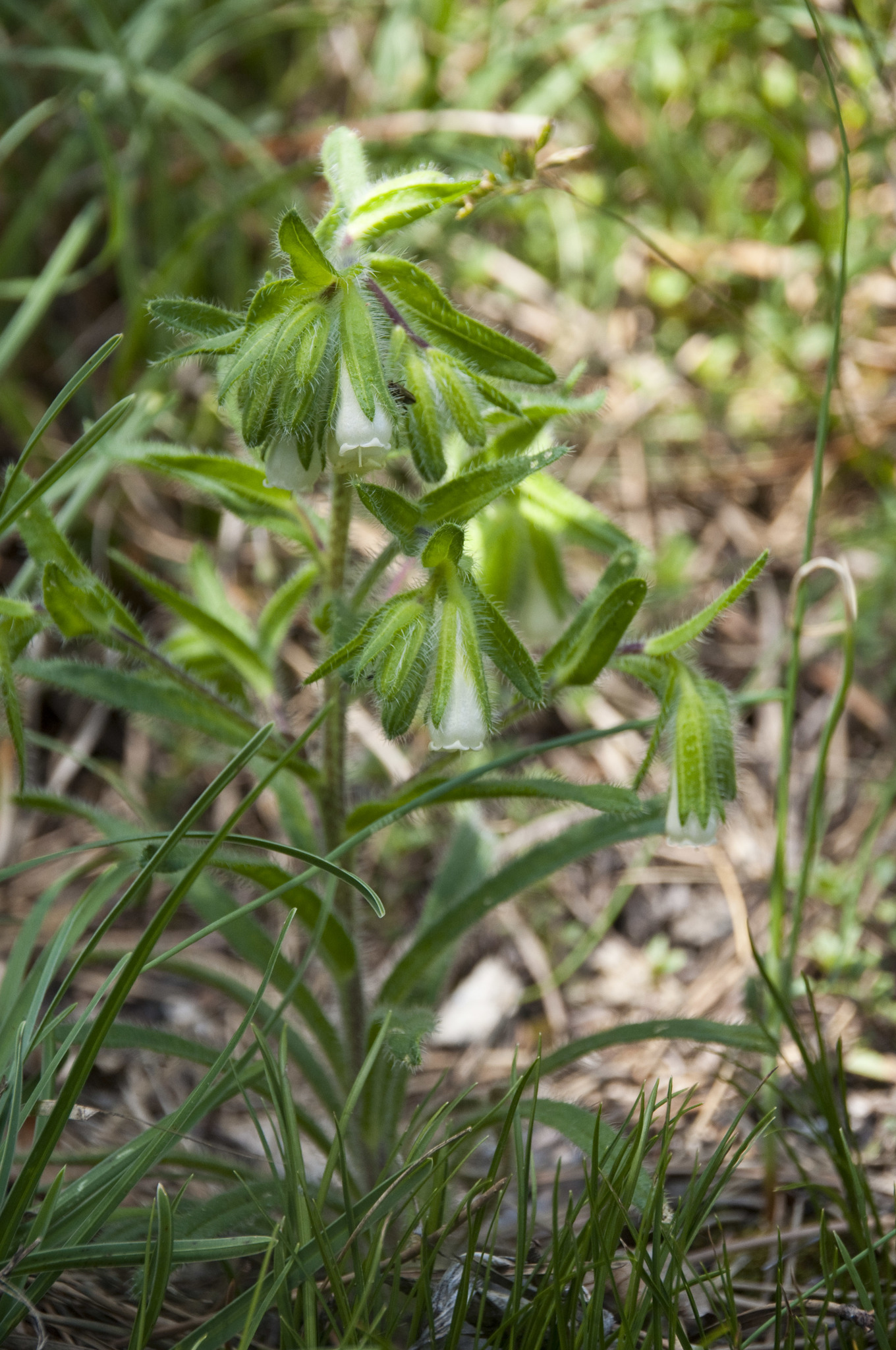 Onosma visianii Clementi