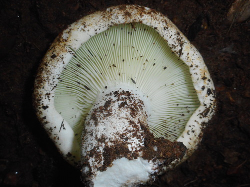 Blue Band Brittlegill (Russula chloroides) · iNaturalist