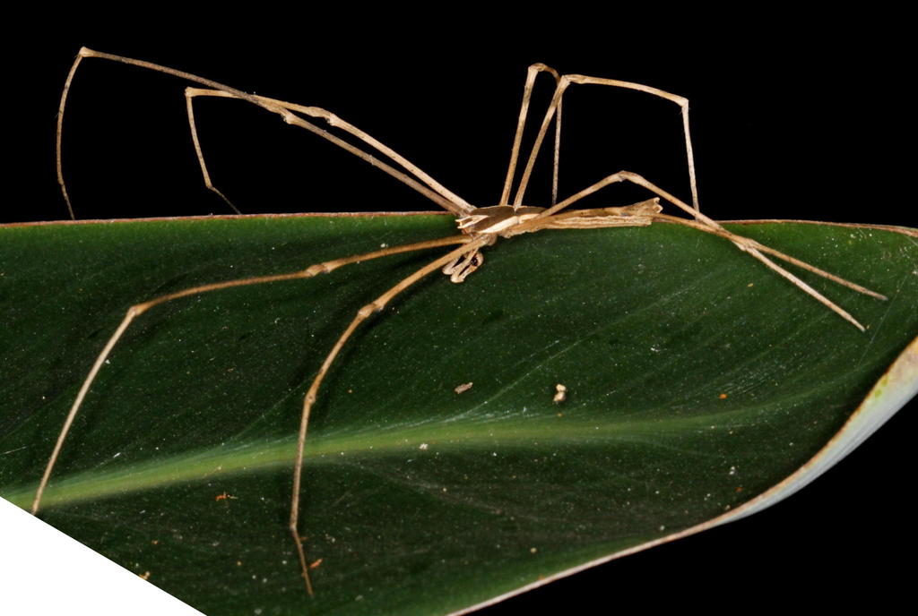 Long-palp Ogre-faced Spider from Blyderiver on November 20, 2013 by ...
