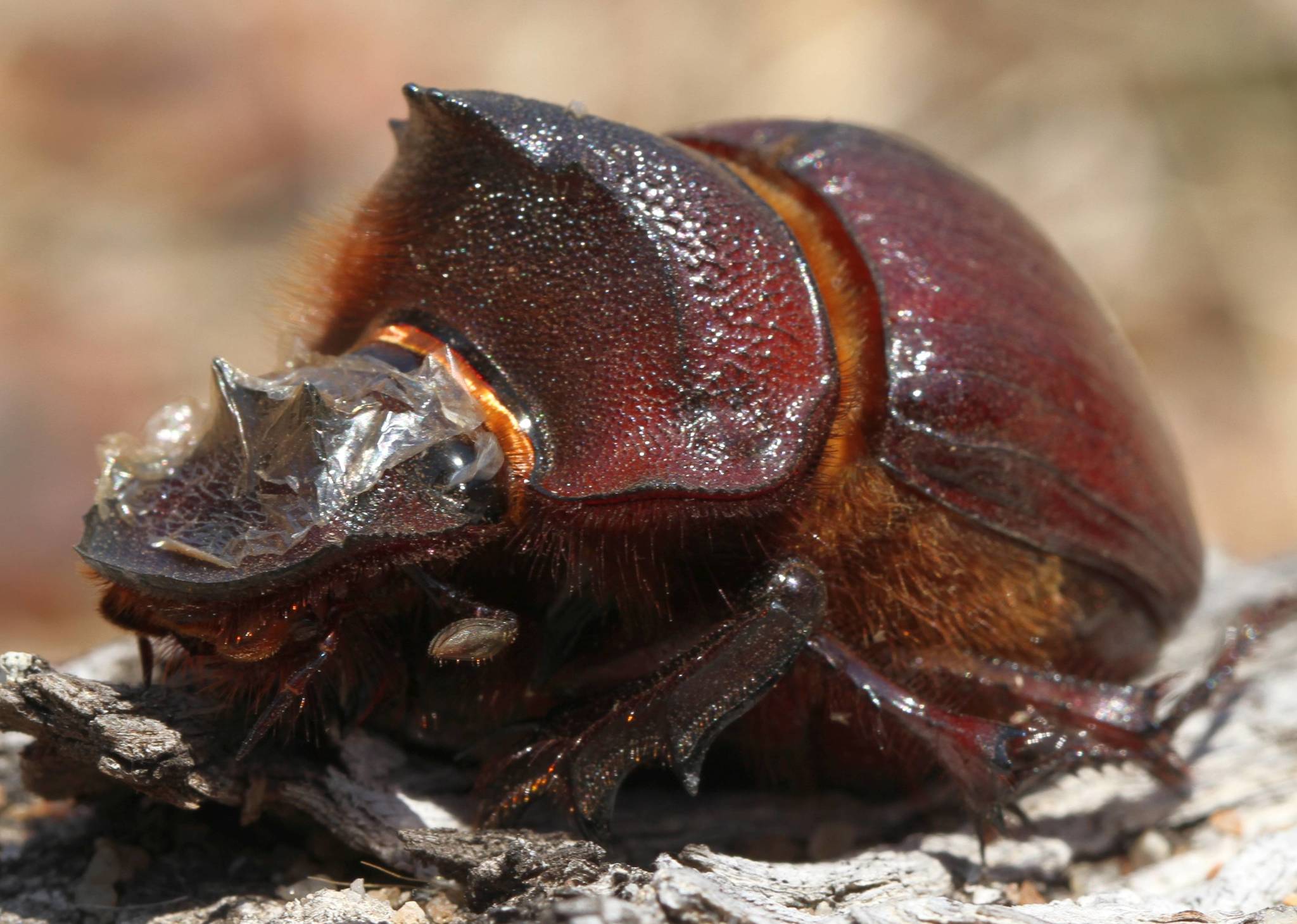 Heliocopris faunus Boheman, 1857