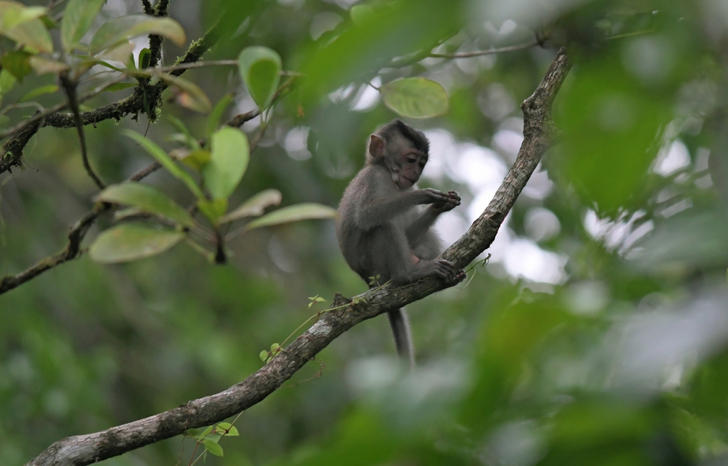 Long-tailed Macaque (Macaca fascicularis) - Know Your Mammals