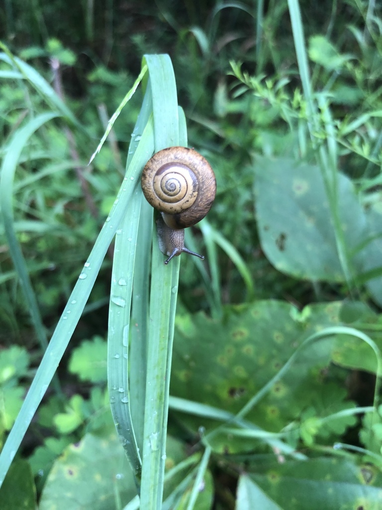 Polygyridae from W Farmville Rd, Auburn, AL, US on August 26, 2021 at ...