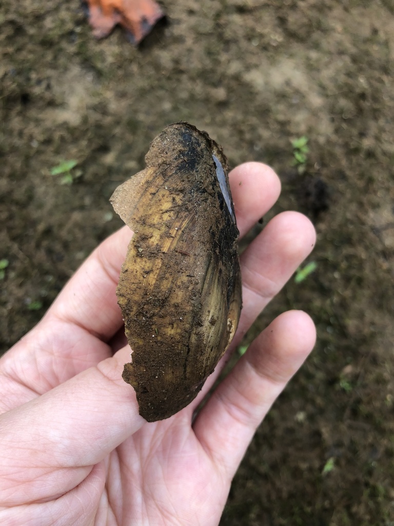 Eastern Floater from Auburn, AL, US on August 26, 2021 at 08:26 AM by ...