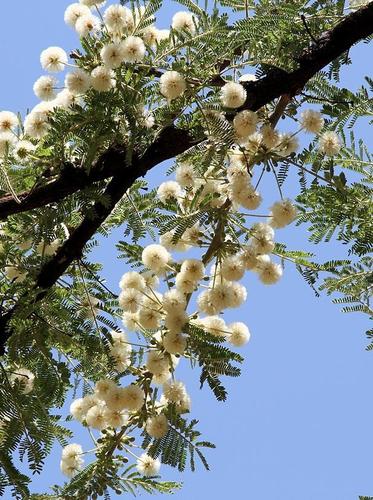 Variety Vachellia gerrardi gerrardi · iNaturalist