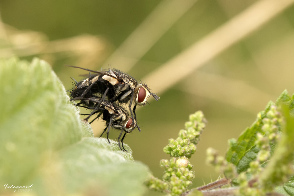 Exorista larvarum from 6640 Lunderskov, Danmark on August 26, 2021 at ...
