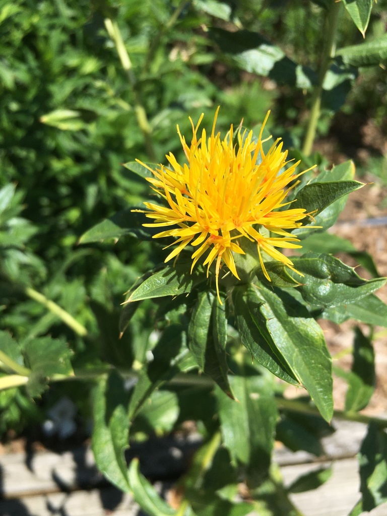 Safflower from Long Island, Massapequa, NY, US on July 21, 2020 at 11: ...