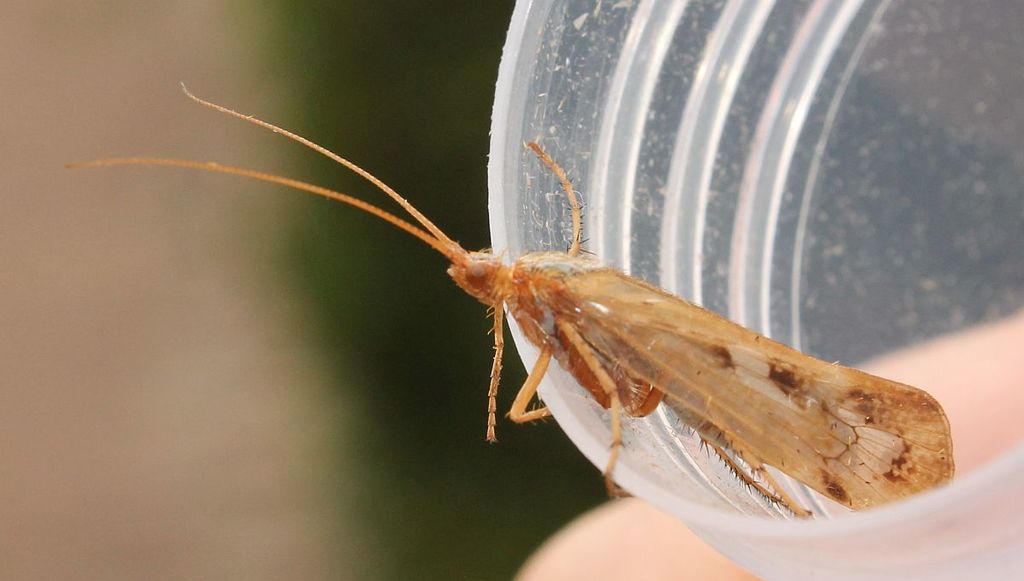 Limnephilus from East Stoke, Wareham BH20, UK on August 26, 2021 at 10: ...