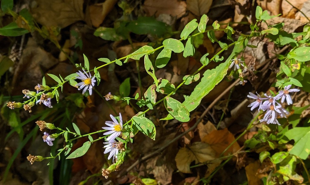 late purple aster from Madison, Shenandoah National Park, Shenandoah ...