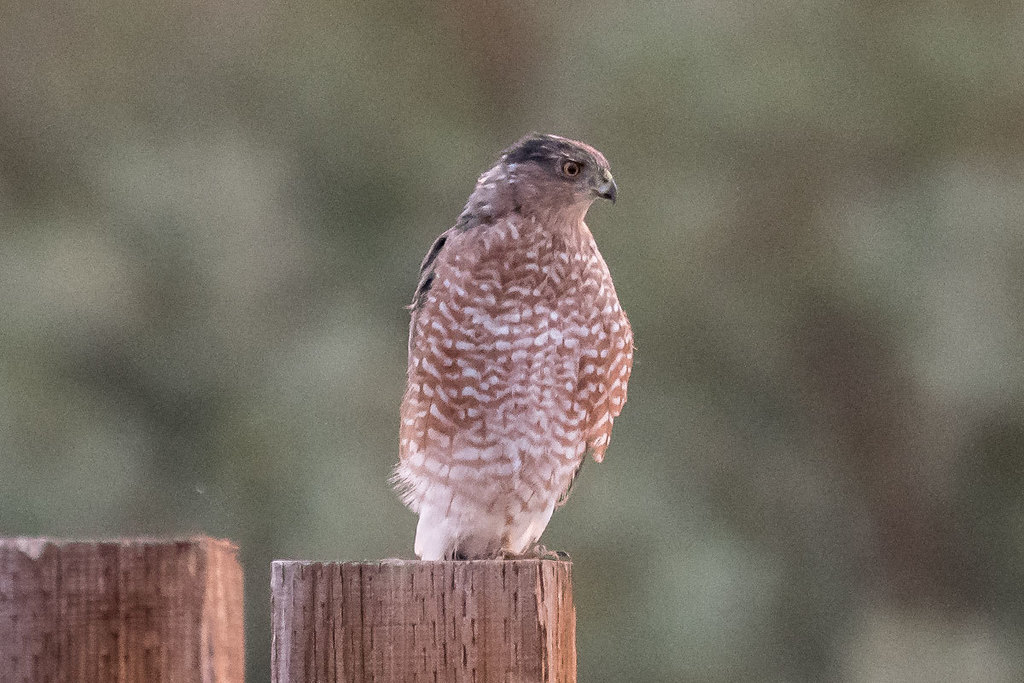 Cooper's Hawk from South Lake Tahoe, CA 96150, USA on August 26, 2021 ...