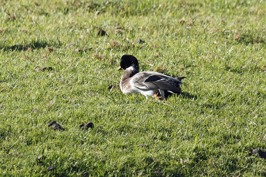 Mallard in July 2013 by Stuart Shearer. Mallard The farmer will shoot ...