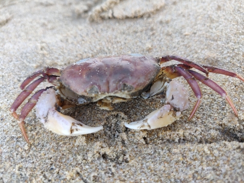 Genus Galene · iNaturalist