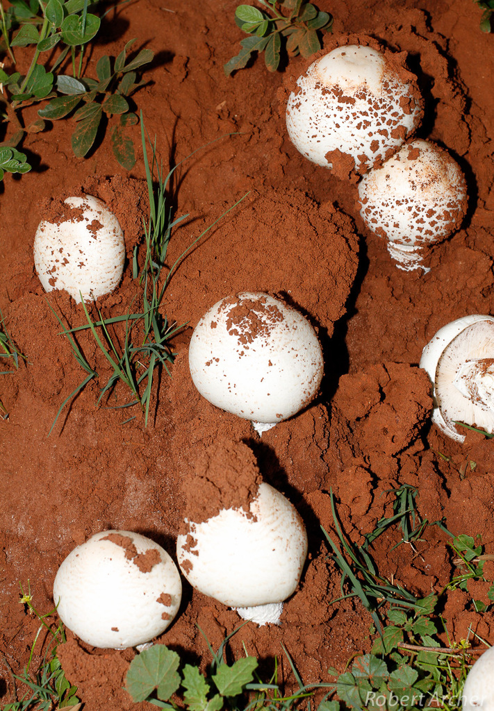 Termitomyces reticulatus (Fungi of southern Africa) · iNaturalist