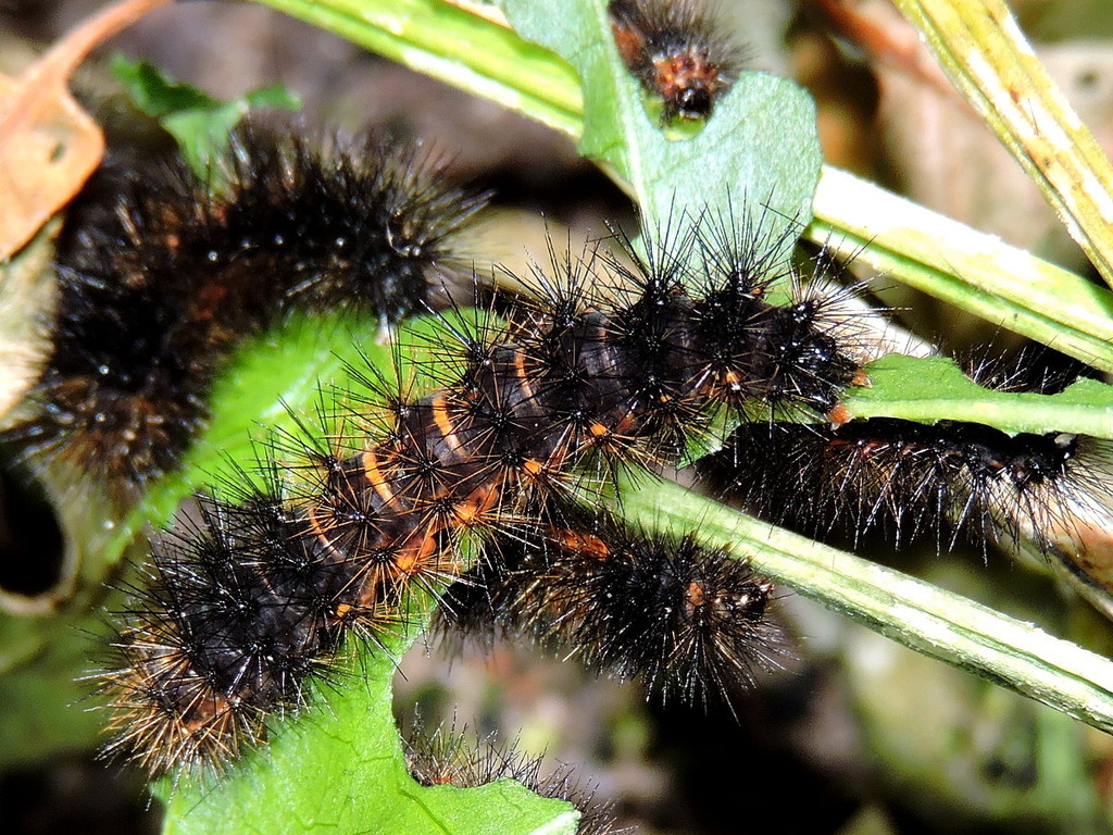 Hypercompe from Yelapa, Jalisco, Mexico on January 31, 2015 by Cheryl ...