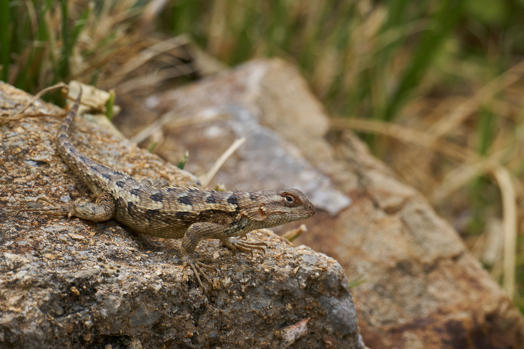 Eastern Spiny Lizard from Monte Albán, Oax., Mexico on August 21, 2021 ...