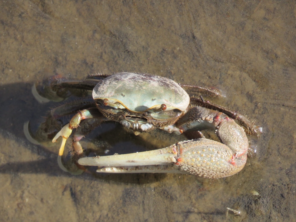 Red-jointed Fiddler Crab from Croatan National Forest, Swansboro, NC ...
