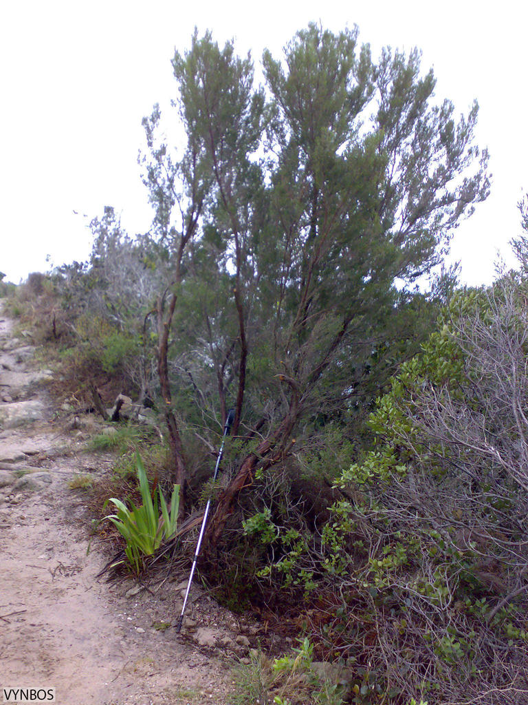 Sad Heath from Mule Track close to Ou Kraal, Kalk Bay, Cape Peninsula ...